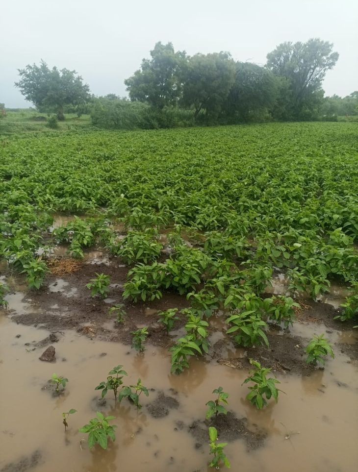 Soybean, Moong and Udid crops of kharif season got a boost due to rain ...