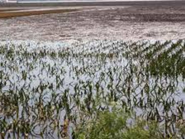 Damage to agricultural crops on 1375 acres in the division due to heavy ...