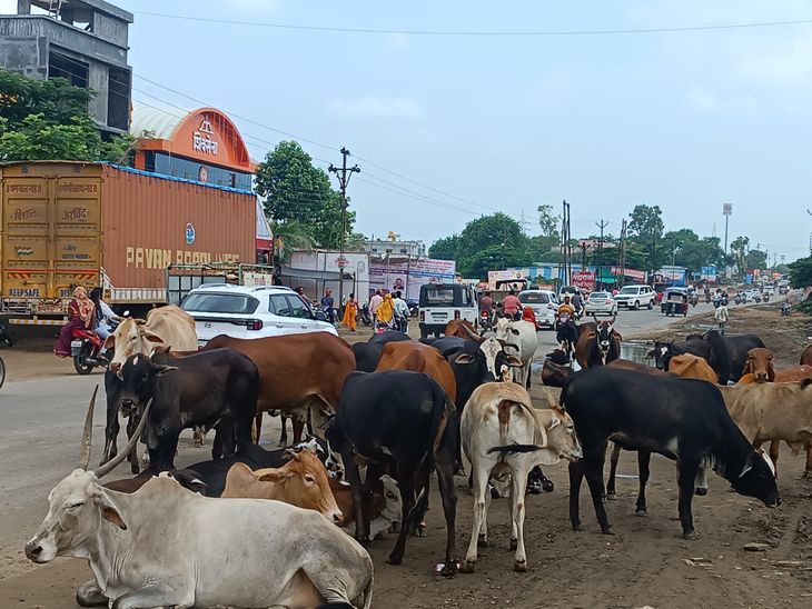 Notices given to owners of loose animals, yet animals in silos remain ...