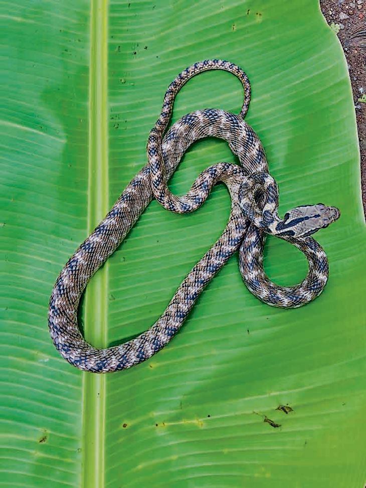 A rare 4 feet long cat snake was found at Satpur | सातपूरला ४ फूट ...