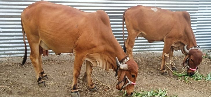 Open challenge of thieves to the police; Animal stealing gang is active ...