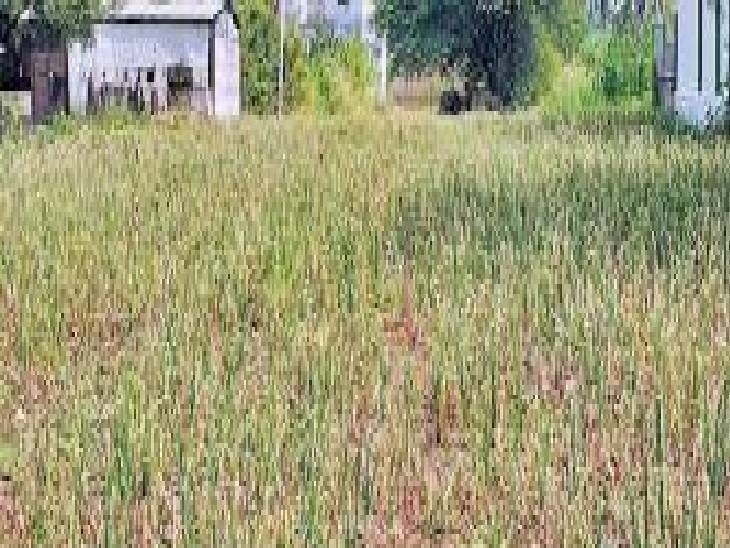 Return rains, cloudy weather hit onions; Farmers in trouble, large ...