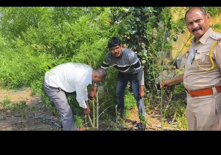 Cultivation of ganja in Pimpalgaon in Kalamb, half a million plants ...