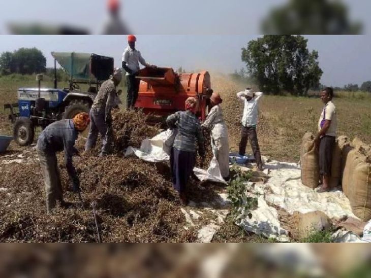 Diwali of farmers to harvest maize, soybeans in the field, cotton ...