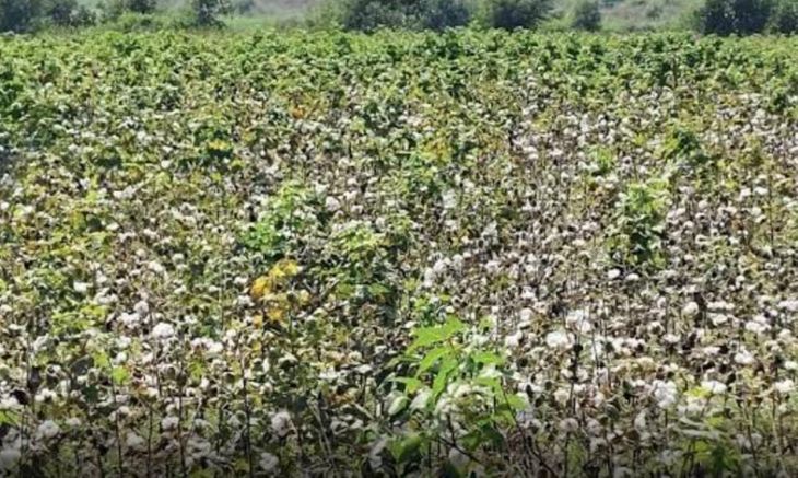 Due to lack of labor for picking cotton, farmers are in distress ...