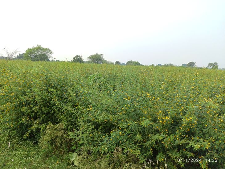 Farmers are in trouble due to infestation of worms on turi, including 3 ...