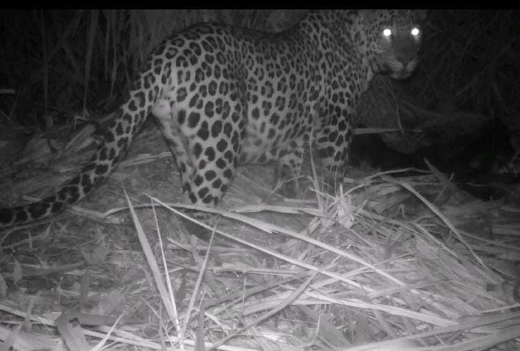 Terror of leopards in four taluks along with birds, 6 animals were ...