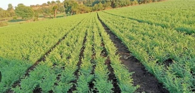 Maize crop area increased by 3 thousand hectares in Erandol taluka this ...