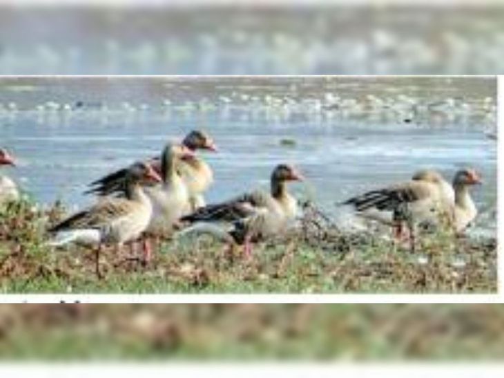 School of birds at the reservoir of Warud Bagaji, arriving in India ...