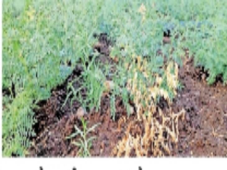 Blight disease on gram crop has increased, spraying is advised, gram ...