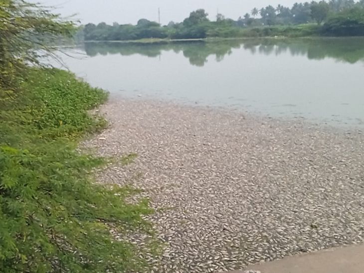 Hundreds of fish die in dam in Pravara river basin | प्रवरा ...
