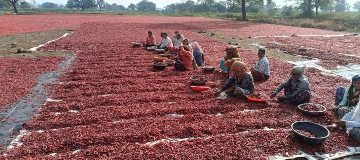 Last year, trees were uprooted due to an unknown disease, red chilli ...