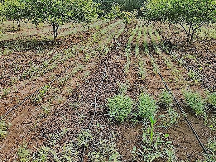 Cloudy weather causes pests on sorghum and gram; Crops are also damaged ...