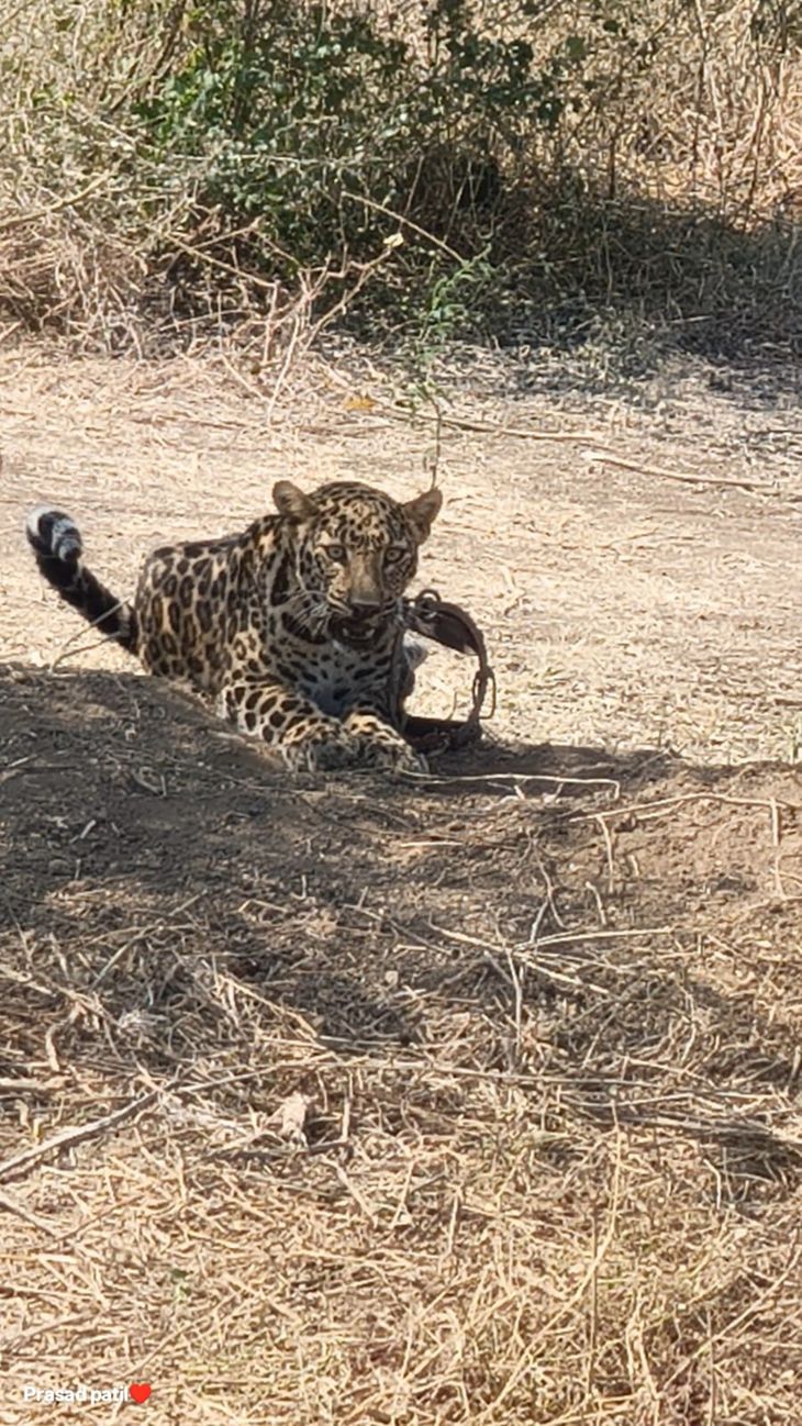 Leopard caught in wild boar's snare, one person injured while trying to capture the leopard ...