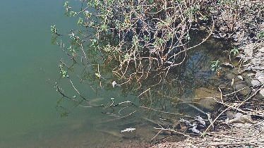 Two thousand fish dead in Chatgaon lake; foul smell spread in the water ...