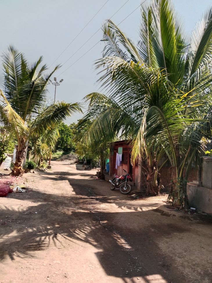 500 coconut trees in Kandari village of 425 Umbrians, sanitary napkin ...