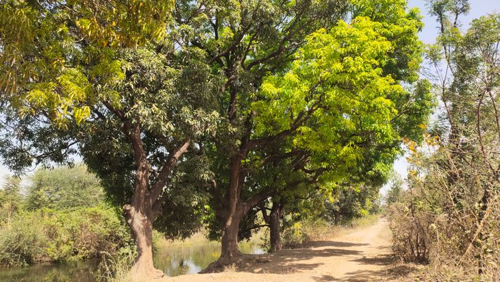 The existence of mango plantations is in danger due to changing climate ...