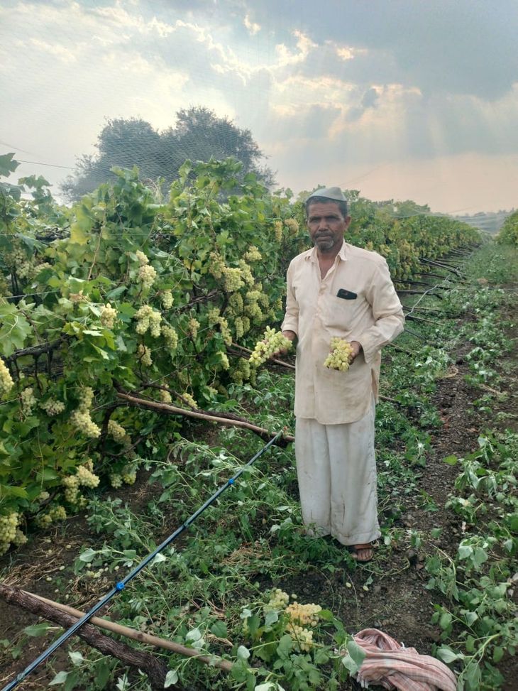 Unseasonal rains in Vairag area, damage to vineyards, damage to sorghum ...