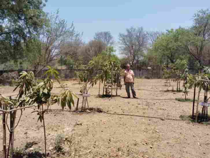 Initiative to play Khari's role in environmental conservation, 20 fruit ...