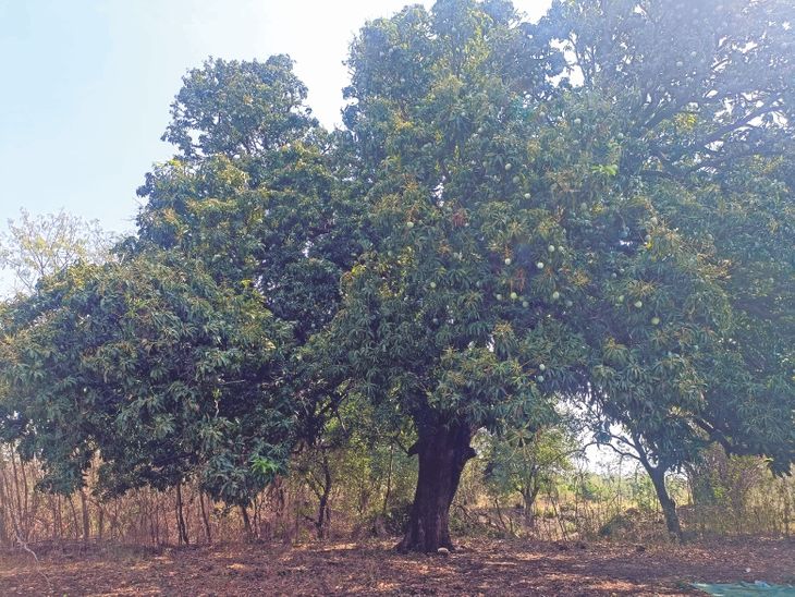 Fewer trees in the village; mangoes are rare in the countryside ...