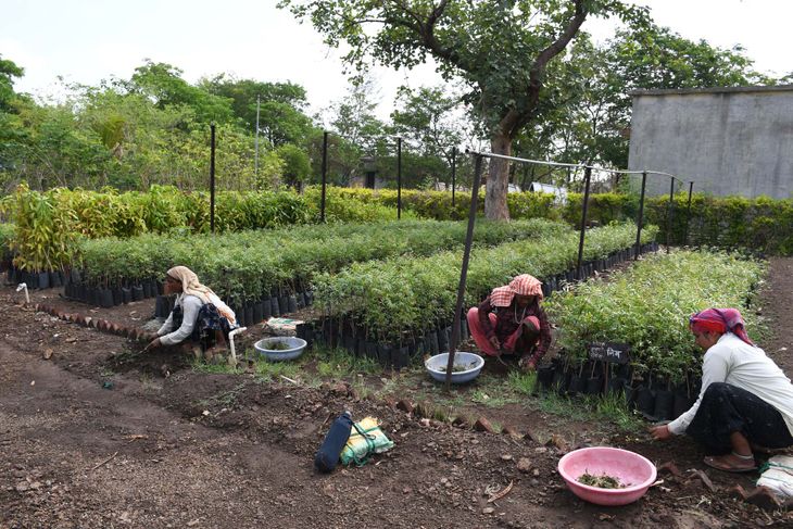 Bandhar Pada nursery ready with 2 lakh seedlings for planting during ...