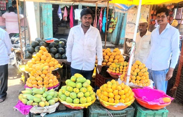 Gavran mangoes are rare due to the decline in trees, Gavran mangoes did ...