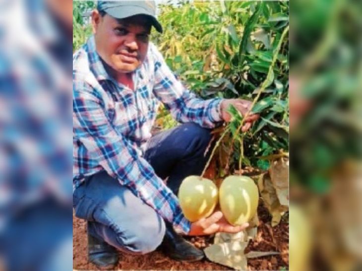 Mango bank in Chinchwad, Nashik, 45 varieties of trees; Planted using ...