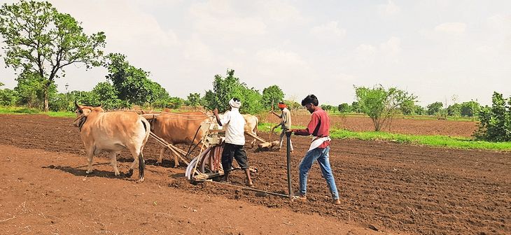 The arrival of the Mrig Nakshatra has accelerated sowing in the Dhanki ...