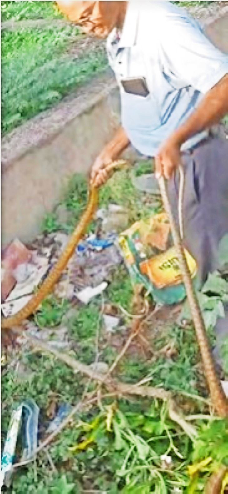 'Friendship love' of 2 7-foot snakes in the middle of the village ...