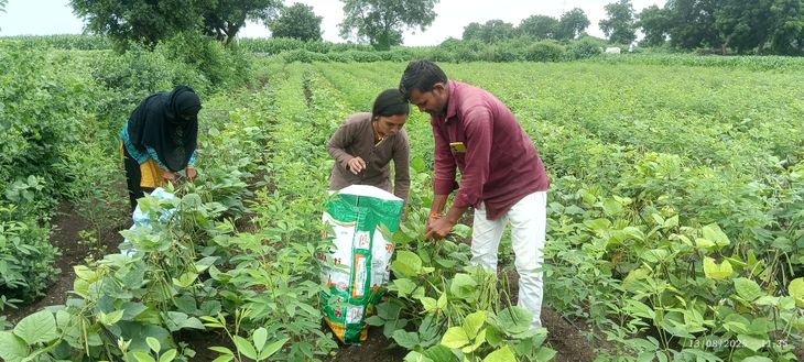 Harvesting of moong-urad pods accelerates in Aland area; Relief for ...