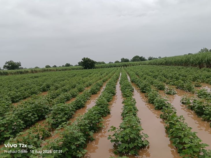 Heavy rainfall in 14 mandals in the district; Crop damage on 930 ...