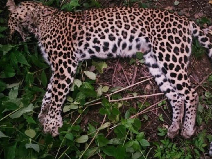 Leopard Death Vasmat Wildlife Clash