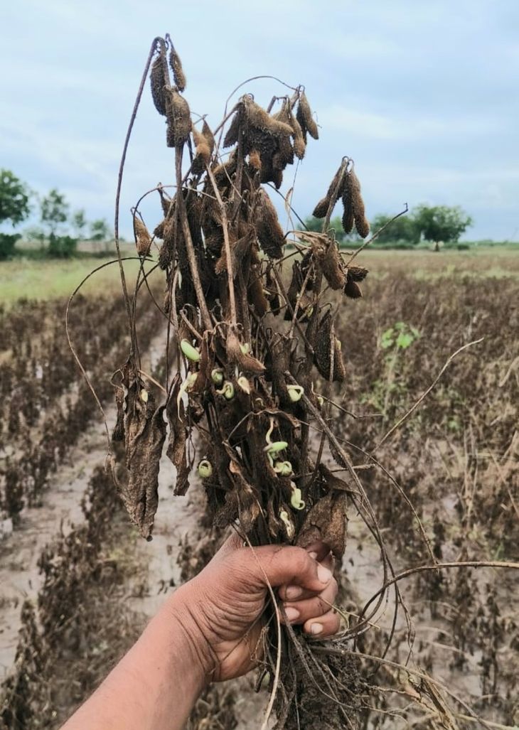 The standing soybean pods in the field sprouted, the soybeans were ...