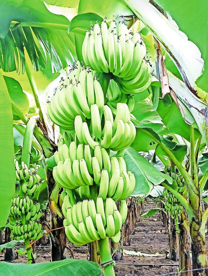 Banana cultivation on 130 hectares in Manjara belt; Farmers ...