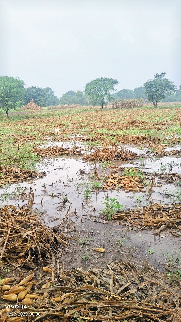 Farmers' dreams were again dampened due to unseasonal rains, unseasonal ...