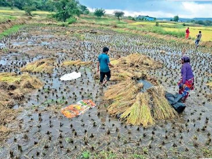 In Igatpuri, 26,000 hectares of paddy fields were submerged in water ...
