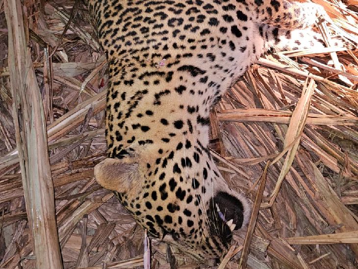 Shirur Pimparkhed Man-Eater Leopard Killed Forest Action