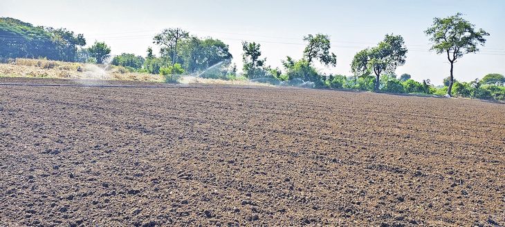 In Bhokardan taluka, rabi has crossed the 40 thousand hectare mark so ...