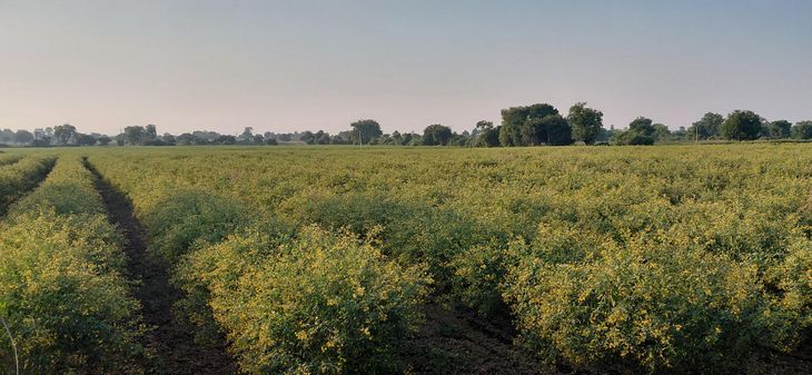 Worm infestation now on tur in taluka, worm attacks tur crop in ...