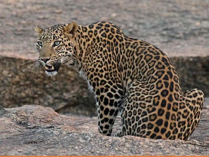 To control leopard attacks, the Forest Department's Emergency Rapid ...