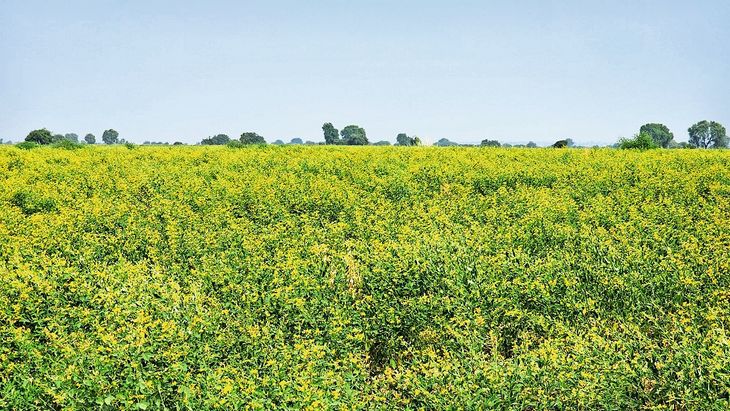 The turi crop is covered with pods, but there is a fear of pest ...