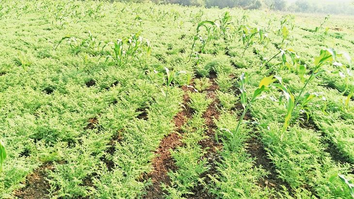 81 percent sowing completed in Bhadgaon taluka; More inclination ...