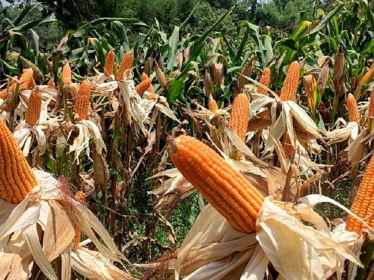 Ethanol production from rice husks hits maize producers, rice is the ...