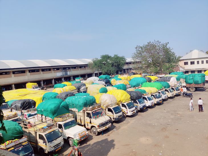 Guaranteed price drops; Farmers unhappy due to low grade, cotton prices ...