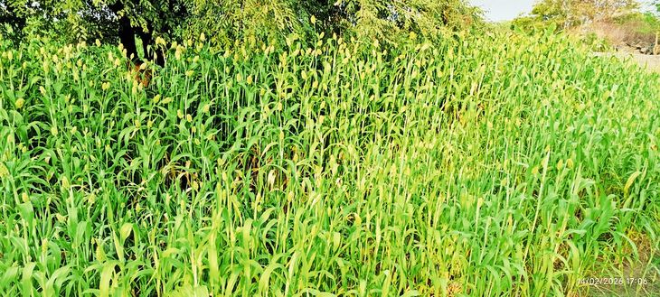 Impact of climate change on sorghum: Outbreak of aphid disease on 2200 ...