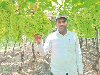 Record price of Rs 105! 'Croatian grapes' grown in the soil of ...