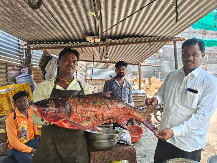 15kg Shilvar Fish Caught in Paithan; Rare Catch Sparks Market Buzz