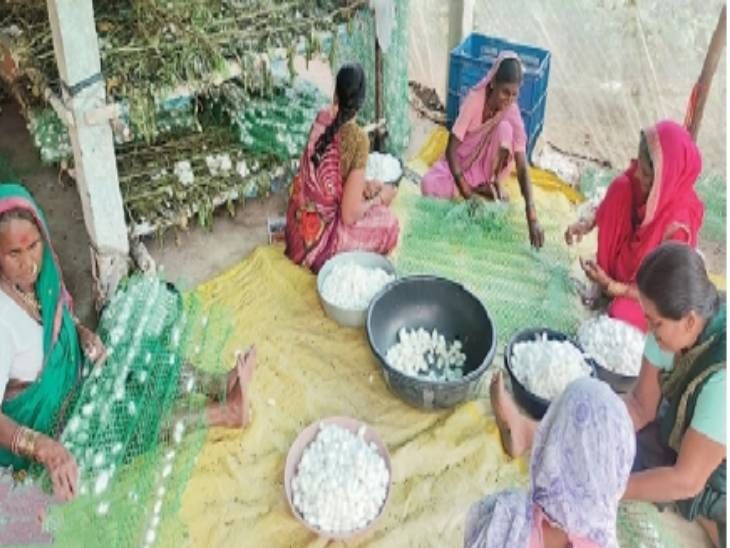 Due to sericulture, women in Dharur taluka are getting a new source of ...