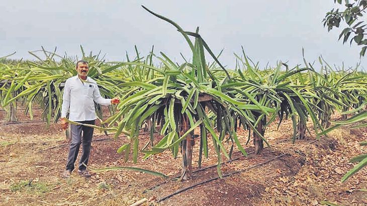 Dragon fruit cultivation on 150 hectares, breaking away from ...