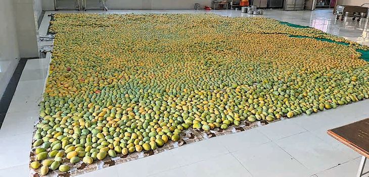 Three and a half tons of saffron mango sweetness for Saicharani ...